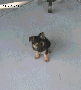 Dog Growing From 8 Weeks To 1 Year In Time-lapse | Best Funny Gifs ...
