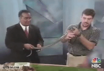 Reporter Vs. Lizard | Best Funny Gifs Updated Daily