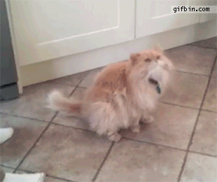 Cat Ham Fail | Best Funny Gifs Updated Daily