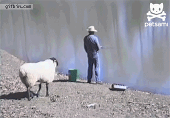 Sheep Rams Fisherman | Best Funny Gifs Updated Daily