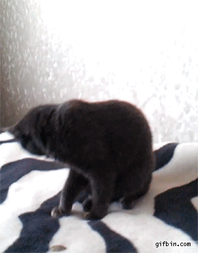 Dramatic Cat | Best Funny Gifs Updated Daily