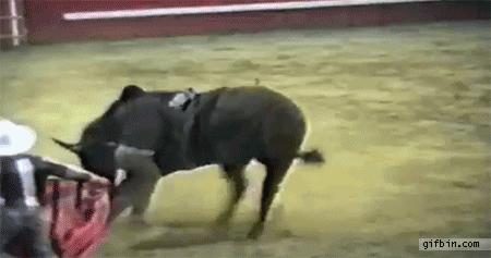 Bullfighter Vs. Bull | Best Funny Gifs Updated Daily