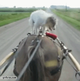 Dog Rides Horse | Best Funny Gifs Updated Daily