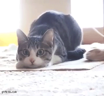Cat Getting Ready For Attack | Best Funny Gifs Updated Daily