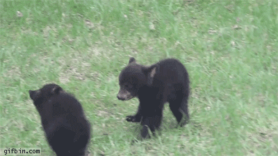 Bear Cubs Fighting | Best Funny Gifs Updated Daily