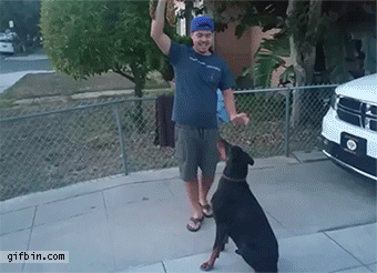 Guy Tricks Dog Into Jumping In His Arms | Best Funny Gifs Updated Daily