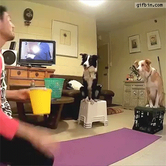 Dog Catches Bucket | Best Funny Gifs Updated Daily