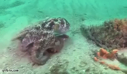 Camouflaged Numbray Catches Octopus | Best Funny Gifs Updated Daily