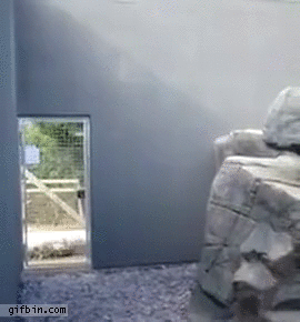 Snow Leopard Does Parkour Jump On The Wall | Best Funny Gifs Updated Daily