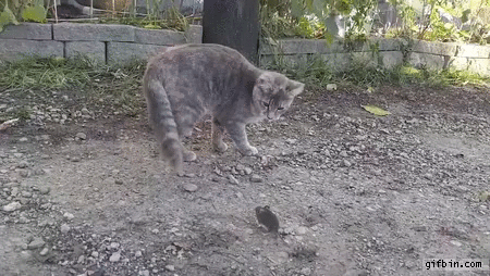 Chicken Catches Mouse In Front Of Cat | Best Funny Gifs Updated Daily