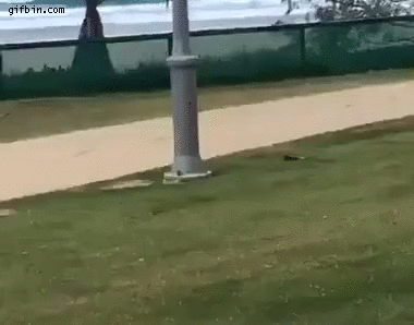 Dog Jumping Over Fence Overshoot | Best Funny Gifs Updated Daily