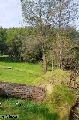Tree Cutter Catapult | Best Funny Gifs Updated Daily