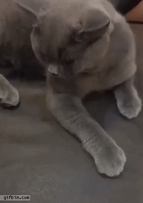 Cat Activates Claws | Best Funny Gifs Updated Daily