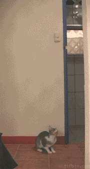 Cat Catches Bat | Best Funny Gifs Updated Daily