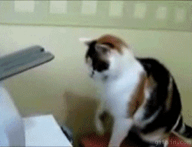 Cat Vs. Printer | Best Funny Gifs Updated Daily