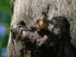 Baby Duck Jumps Form A Tree | Best Funny Gifs Updated Daily