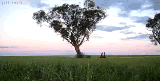 Exploding Tree | Best Funny Gifs Updated Daily
