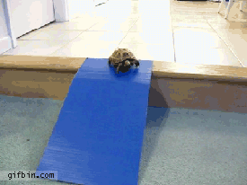 Turtle On A Slide | Best Funny Gifs Updated Daily