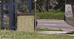 Turkey Chasing Bus | Best Funny Gifs Updated Daily