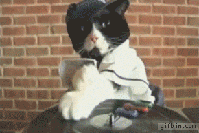 DJ Cat | Best Funny Gifs Updated Daily