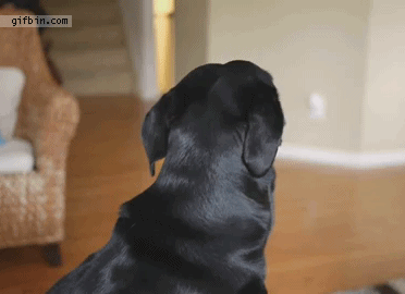Dramatic Dog | Best Funny Gifs Updated Daily