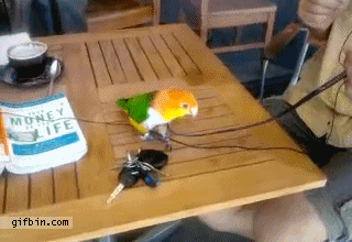 Bird Plays Dead | Best Funny Gifs Updated Daily