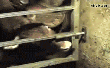 Clever Cow Makes An Escape | Best Funny Gifs Updated Daily