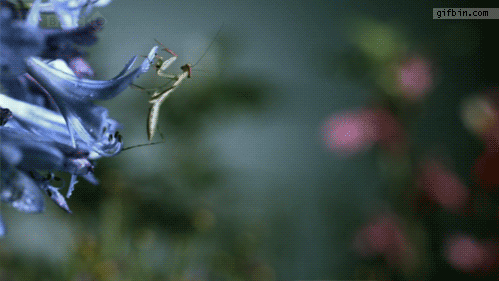 Mantis Caught By Chameleons Tongue | Best Funny Gifs Updated Daily
