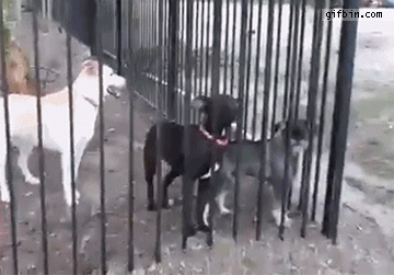 Dog Escapes Cage Through Bars | Best Funny Gifs Updated Daily