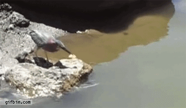 Bird Uses Bait To Catch Fish | Best Funny Gifs Updated Daily