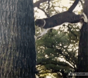 Cat Climbs Between Two Trees | Best Funny Gifs Updated Daily