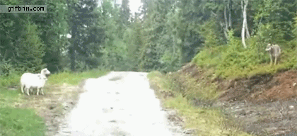 Wolf Vs. Sheep Fail | Best Funny Gifs Updated Daily