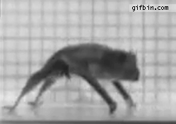 Bat Running On Treadmill Online | emergencydentistry.com