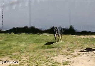 Double Dutch Jump Rope Dog | Best Funny Gifs Updated Daily