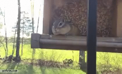 Chipmunk Drops Loot | Best Funny Gifs Updated Daily