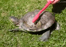 Turtle Toothbrush Dance | Best Funny Gifs Updated Daily