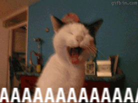 Yelling Cat | Best Funny Gifs Updated Daily