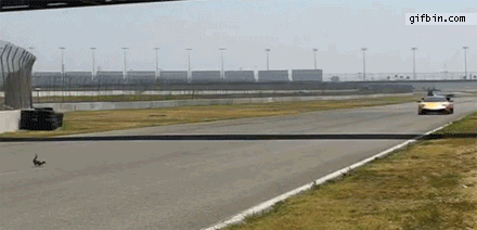 Squirrel Crosses Race Track | Best Funny Gifs Updated Daily