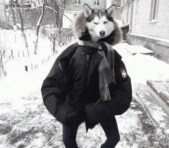 Dancing Husky | Best Funny Gifs Updated Daily