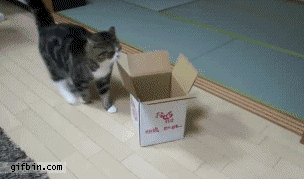 Maru Getting In A Small Box | Best Funny Gifs Updated Daily