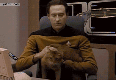 Data Pets Cat | Best Funny Gifs Updated Daily