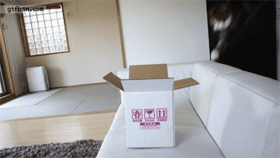 Maru Jump In A Box Fail | Best Funny Gifs Updated Daily