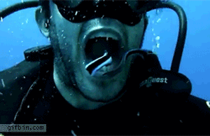 Fish Eat Out Of Scuba Divers Mouth | Best Funny Gifs Updated Daily