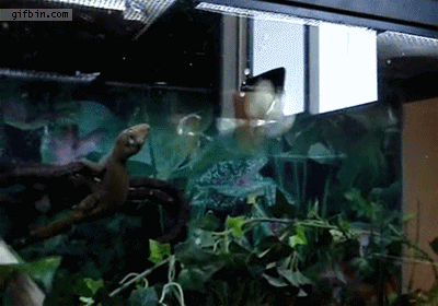 Gecko Flips To Catch A Butterfly | Best Funny Gifs Updated Daily