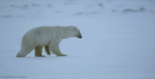 Polar Bear Ice Breaking Fail | Best Funny Gifs Updated Daily