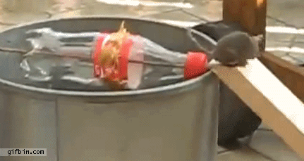 Coke Bottle Mouse Trap | Best Funny Gifs Updated Daily