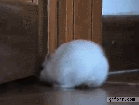 Hamster Struggles To Escape Through Door Crack | Best Funny Gifs ...