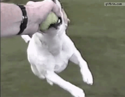 Spinning The Dog | Best Funny Gifs Updated Daily