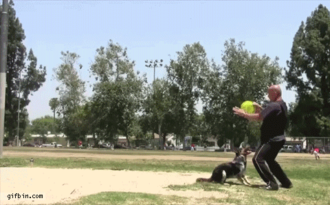 Border Collie Backflips After Frisbee | Best Funny Gifs Updated Daily