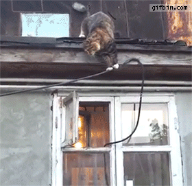 Cat Enters Window Like A Boss | Best Funny Gifs Updated Daily